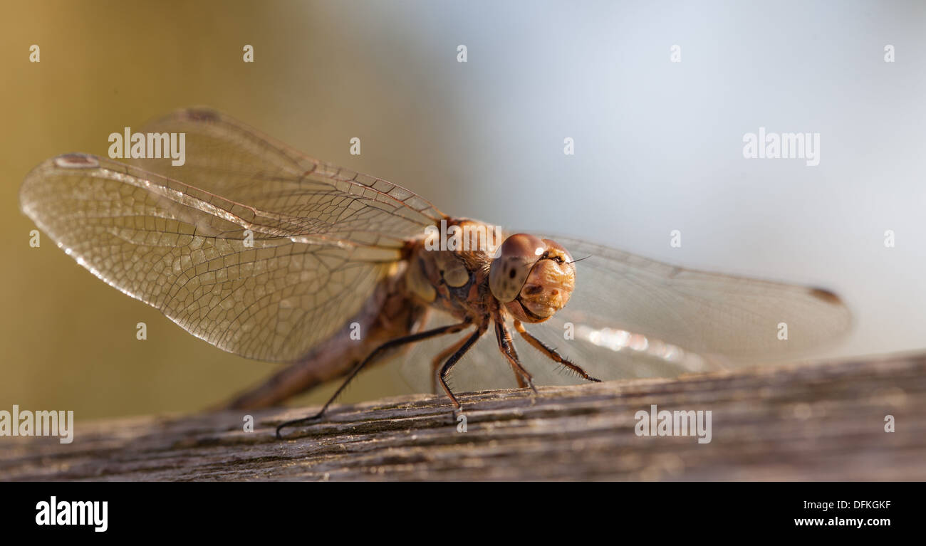 Immature Common darter Dragon fly just hatched Stock Photo - Alamy