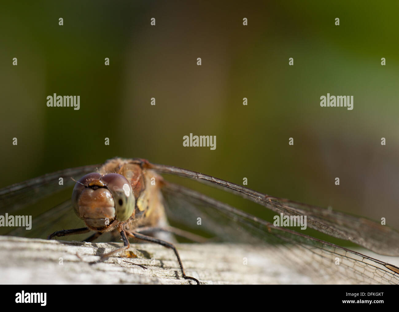 Immature Common darter Dragon fly just hatched Stock Photo - Alamy