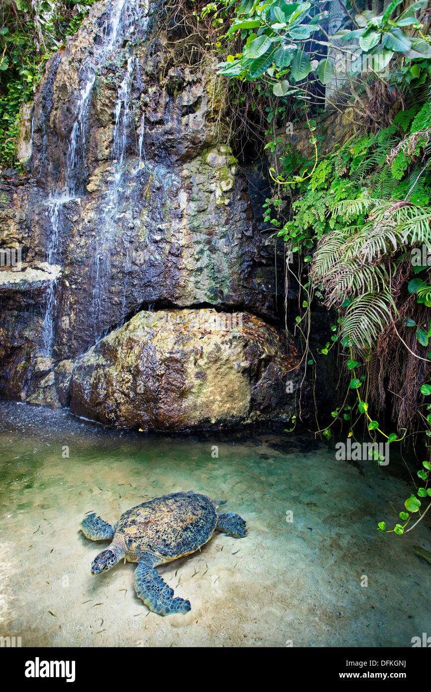 Jamaica turtle hi-res stock photography and images - Alamy