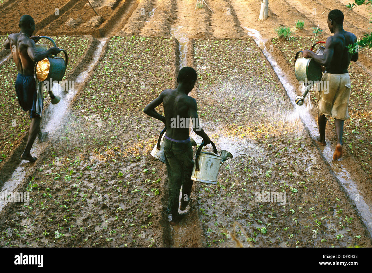 Niger crop field hi-res stock photography and images - Alamy