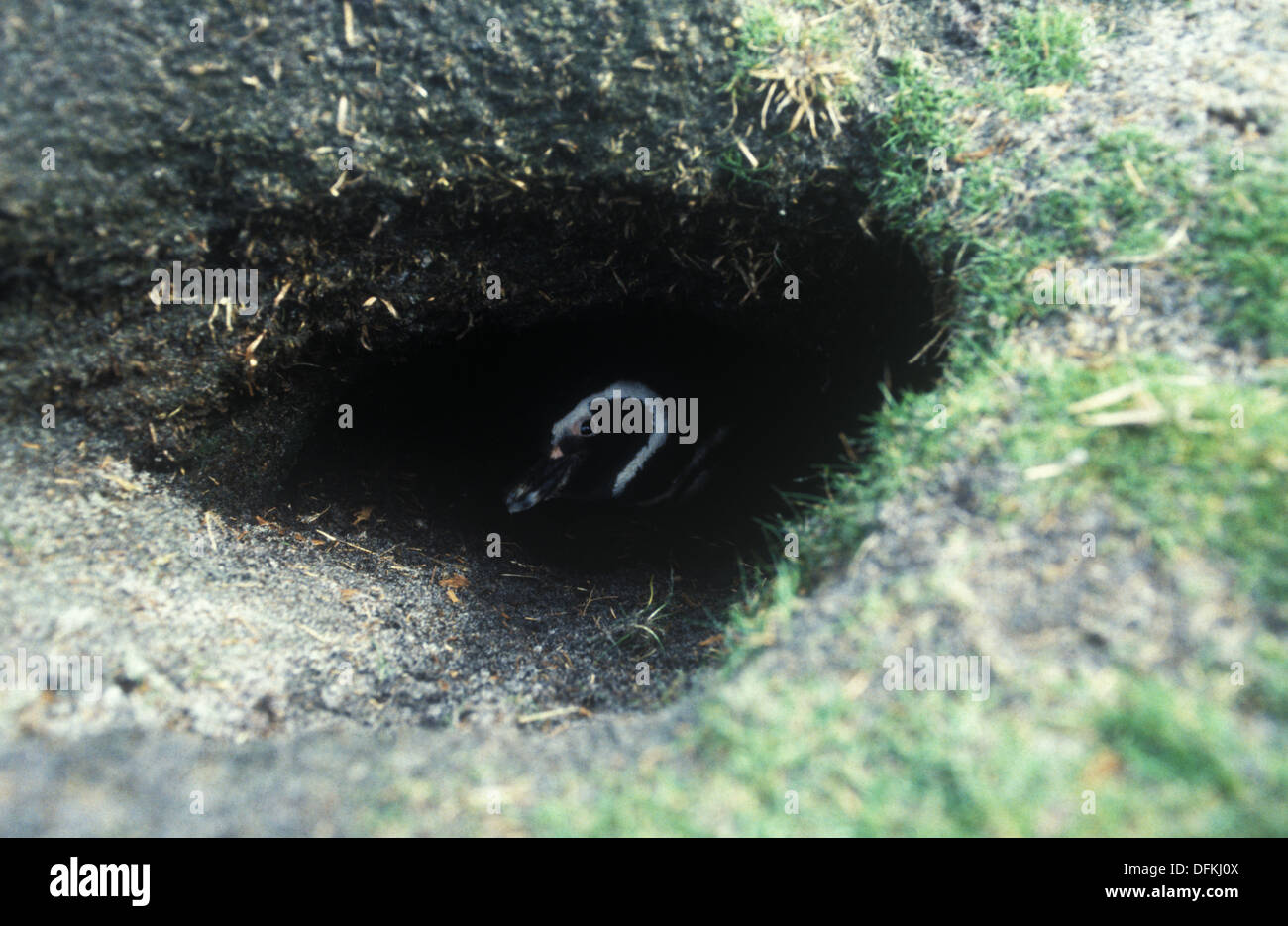 A Magellenic penguin ( Spheniscus magellanicus ) in a burrow ...