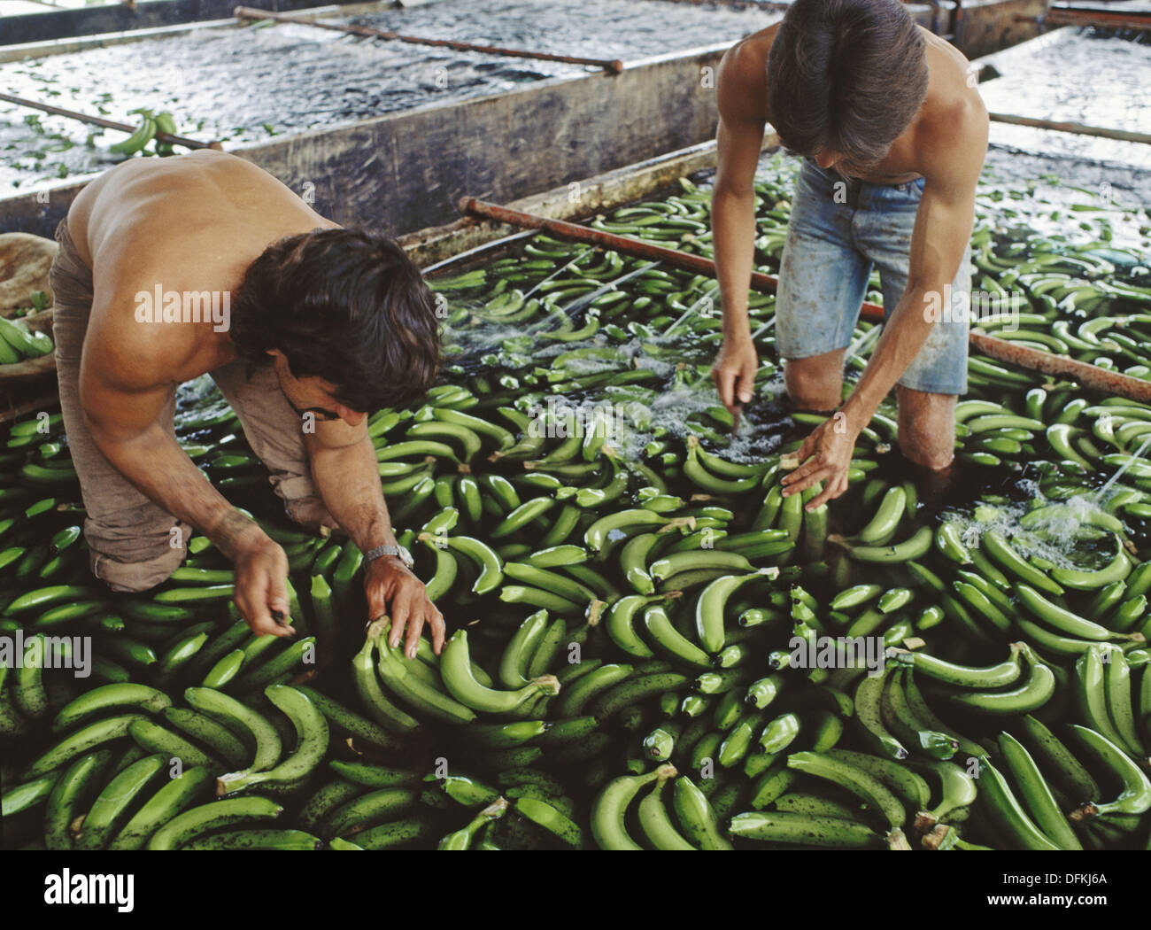 Costa rica banana harvest hi-res stock photography and images - Alamy