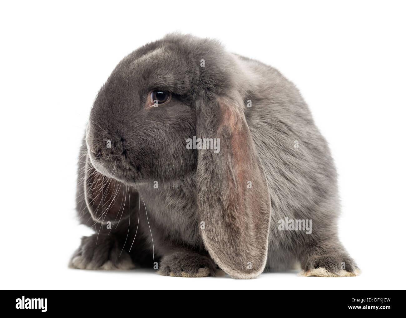 French lop rabbit hi-res stock photography and images - Alamy