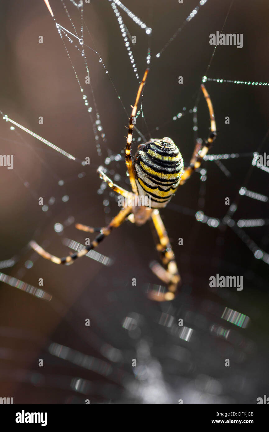 Most Poisonous Spider Of Germany Stock Photos & Most Poisonous Spider ...