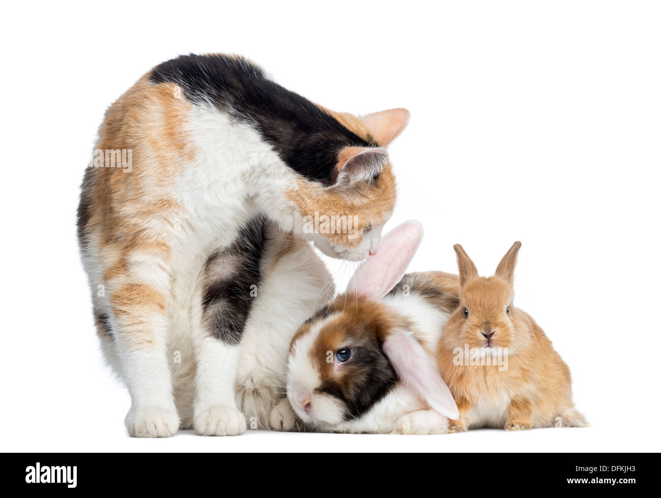 White brown rabbits hi-res stock photography and images - Alamy