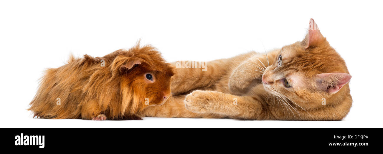 Guinea pig and cat hi-res stock photography and images - Alamy