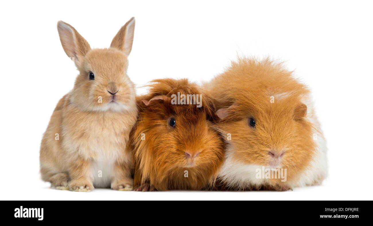 Guinea pigs and rabbits Cut Out Stock Images & Pictures - Alamy