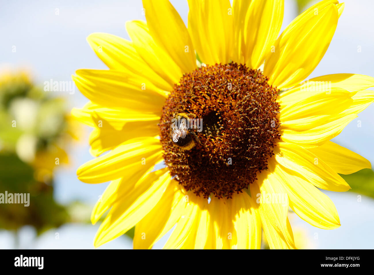 Photograph of sunflower hi-res stock photography and images - Alamy