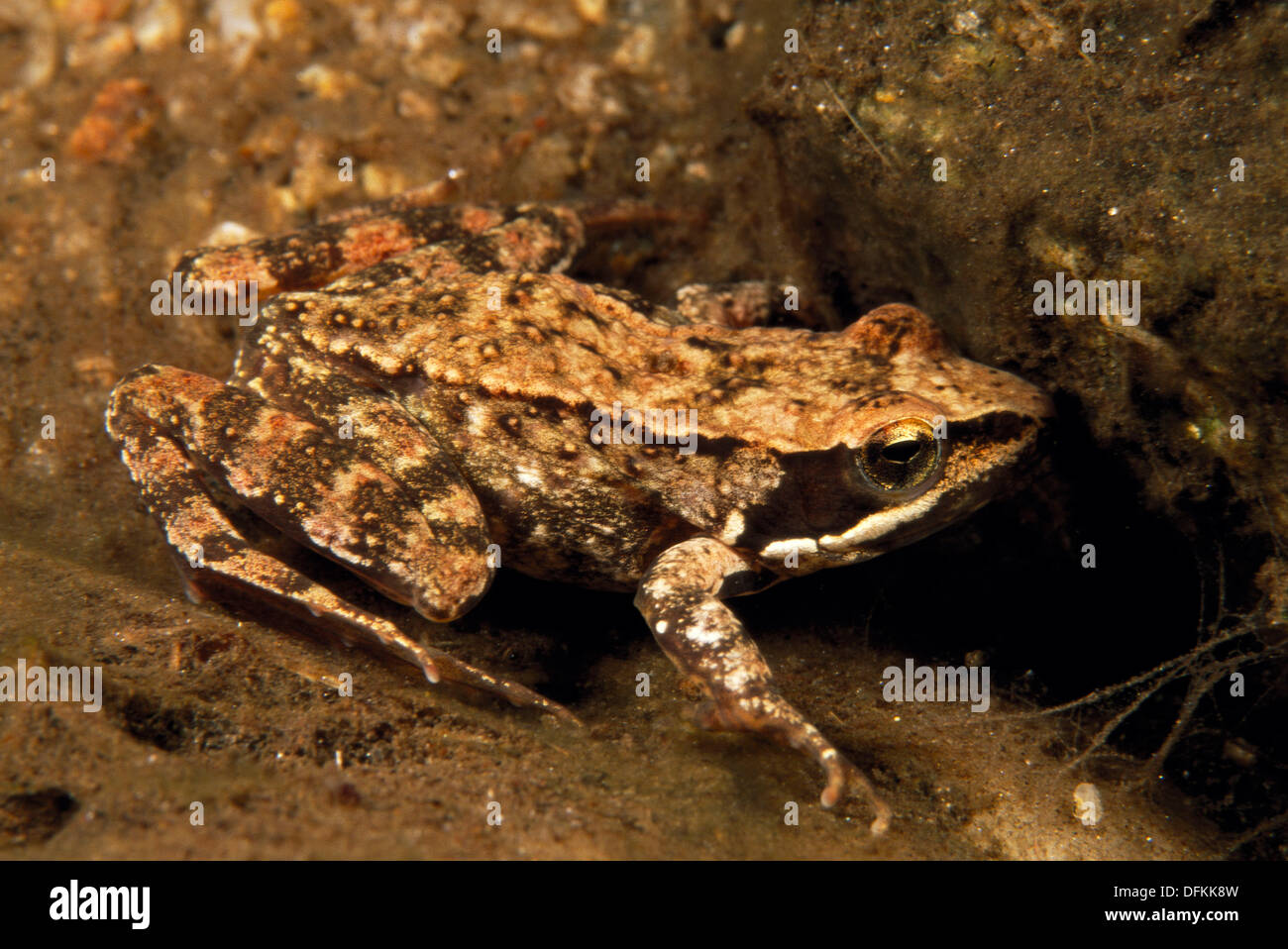 Iberian frog rana iberica galicia hi-res stock photography and images ...