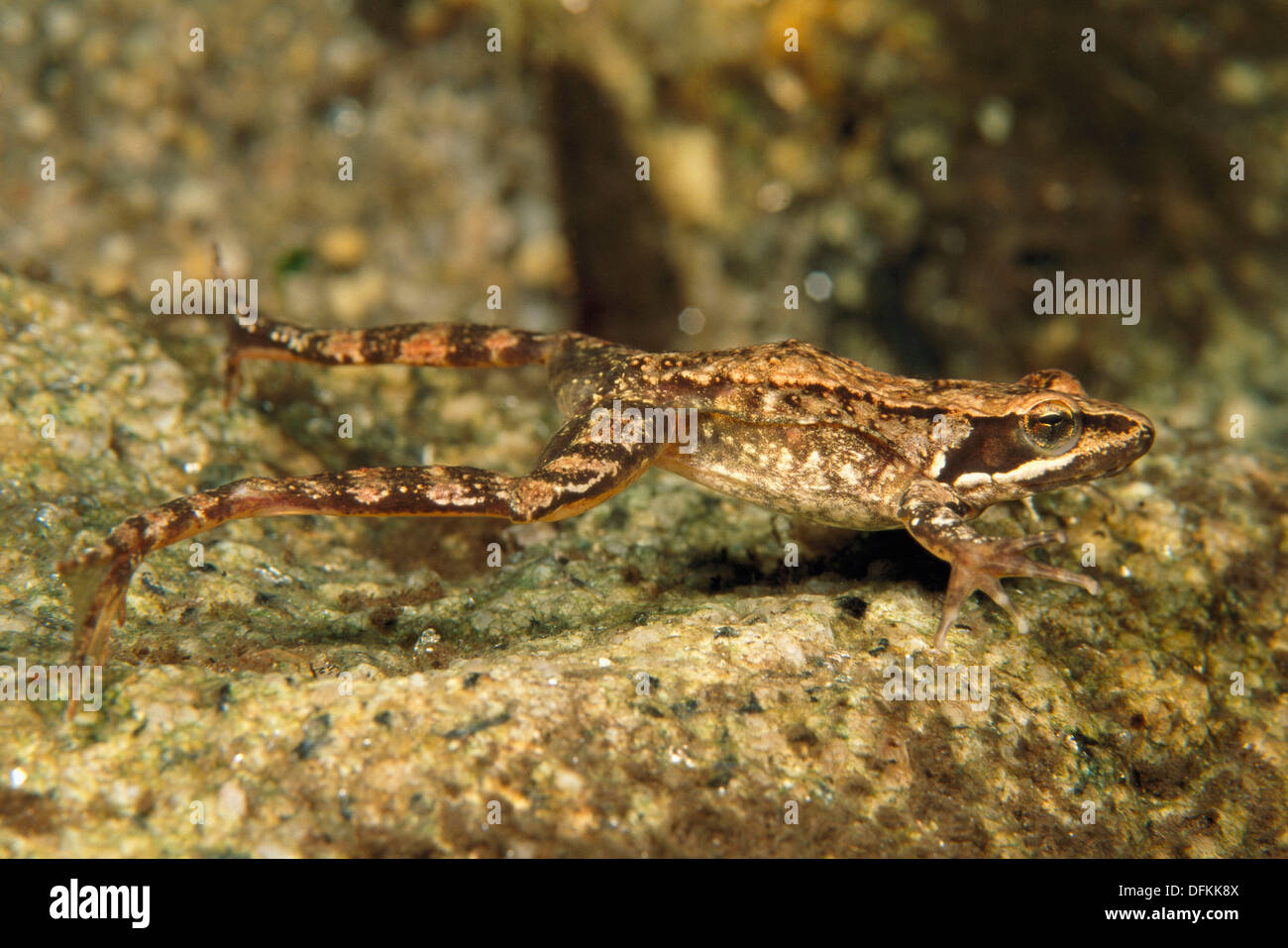 Iberian frog rana iberica galicia hi-res stock photography and images ...