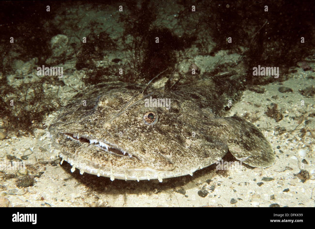 Anglerfish lophius piscatorius hi-res stock photography and images - Alamy