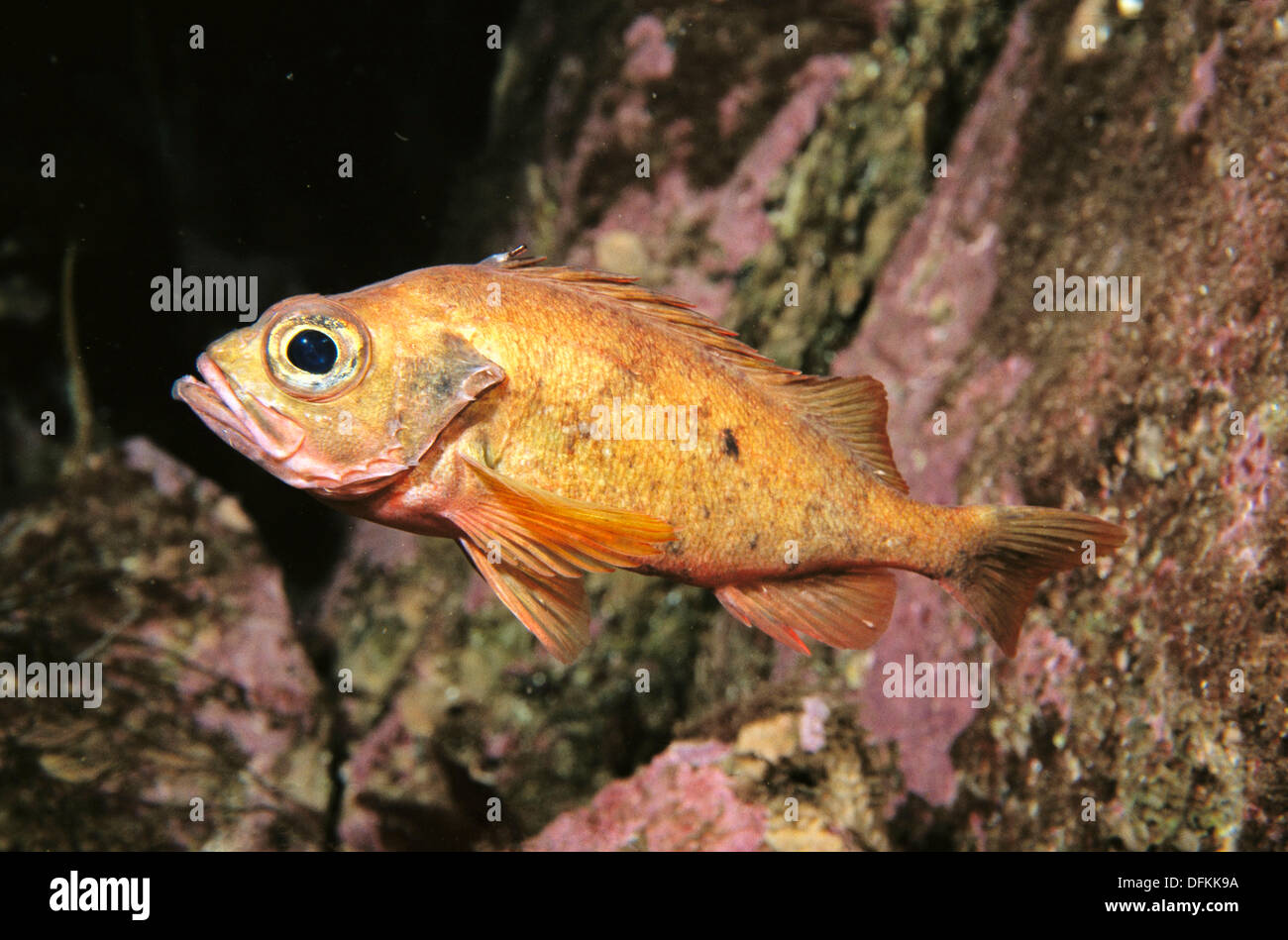 Norway redfish hi-res stock photography and images - Alamy