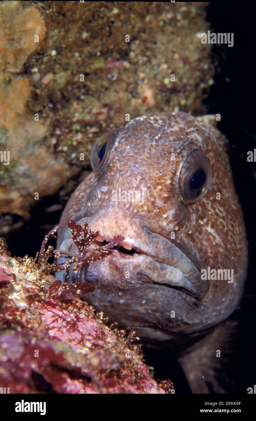 Seawolf Fish High Resolution Stock Photography and Images - Alamy