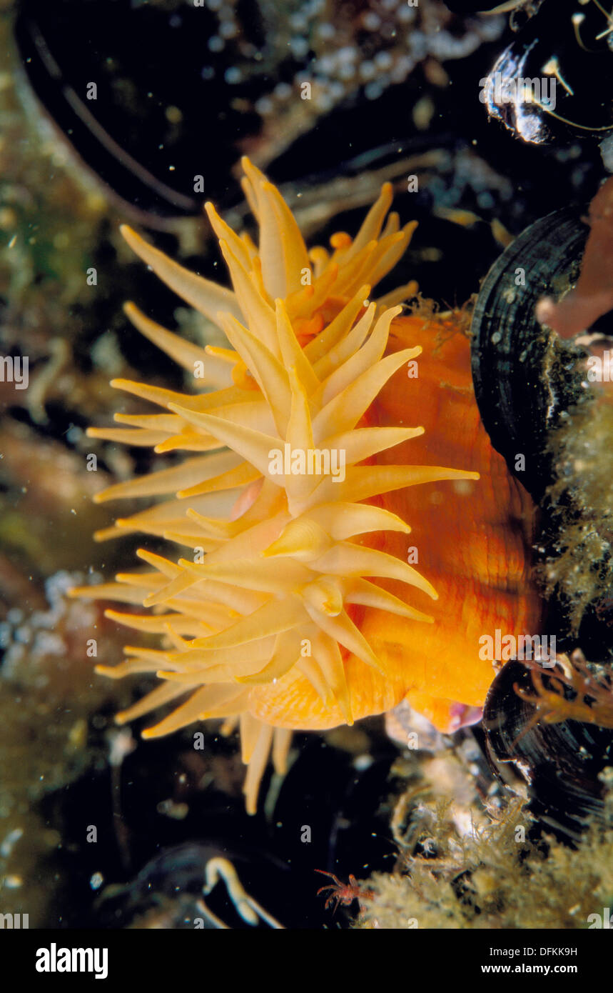 Equina hi-res stock photography and images - Alamy