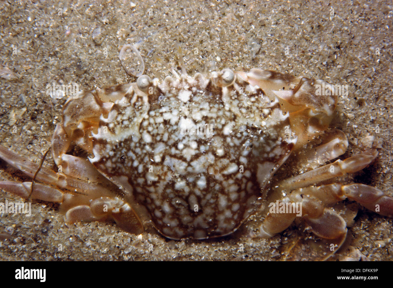Marbled crab hi-res stock photography and images - Alamy