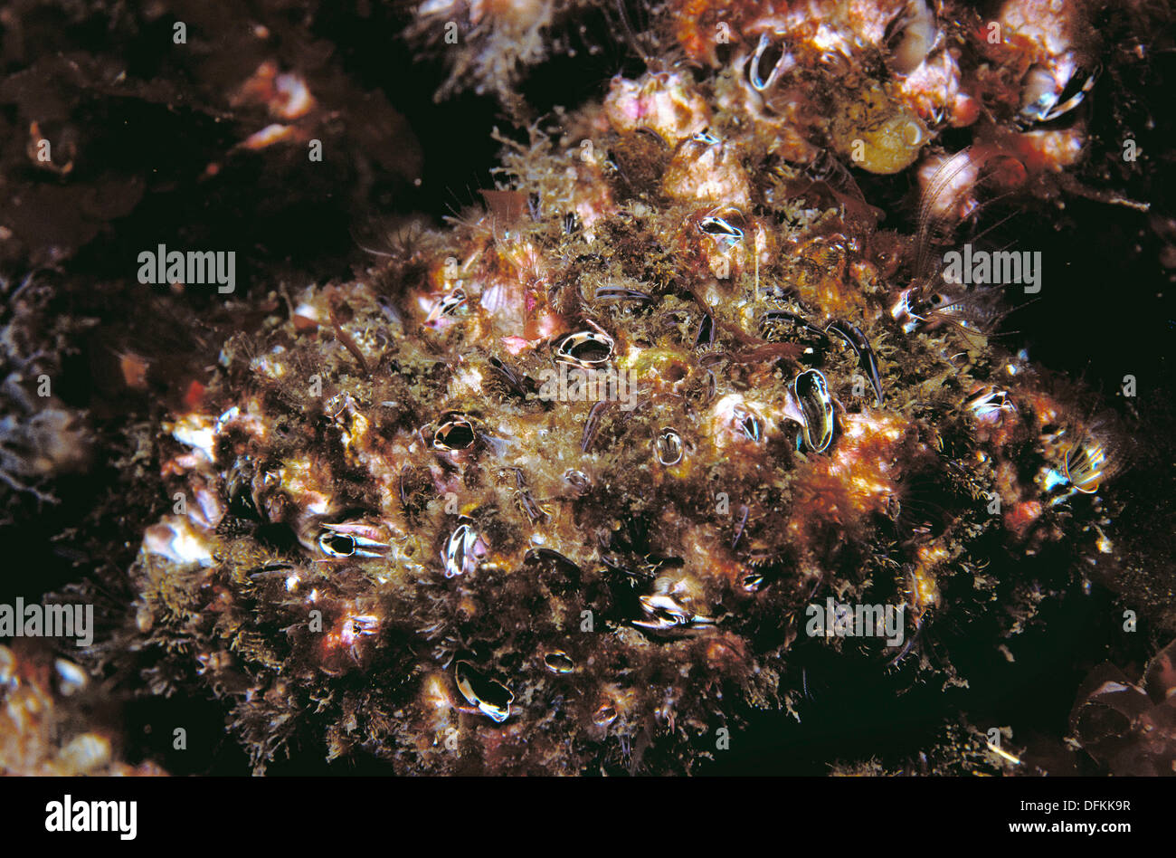 Balanus Crenatus High Resolution Stock Photography and Images - Alamy