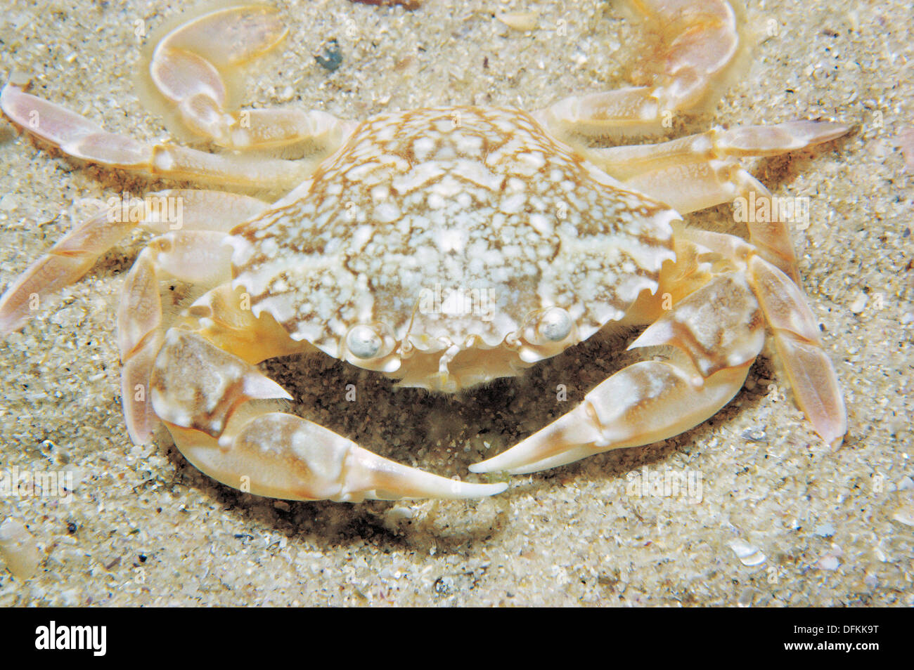 Marbled swimming crab liocarcinus marmoreus hi-res stock photography ...