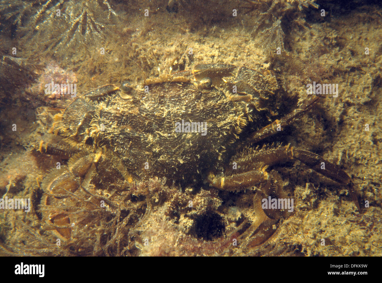 Liocarcinus arcuatus hi-res stock photography and images - Alamy
