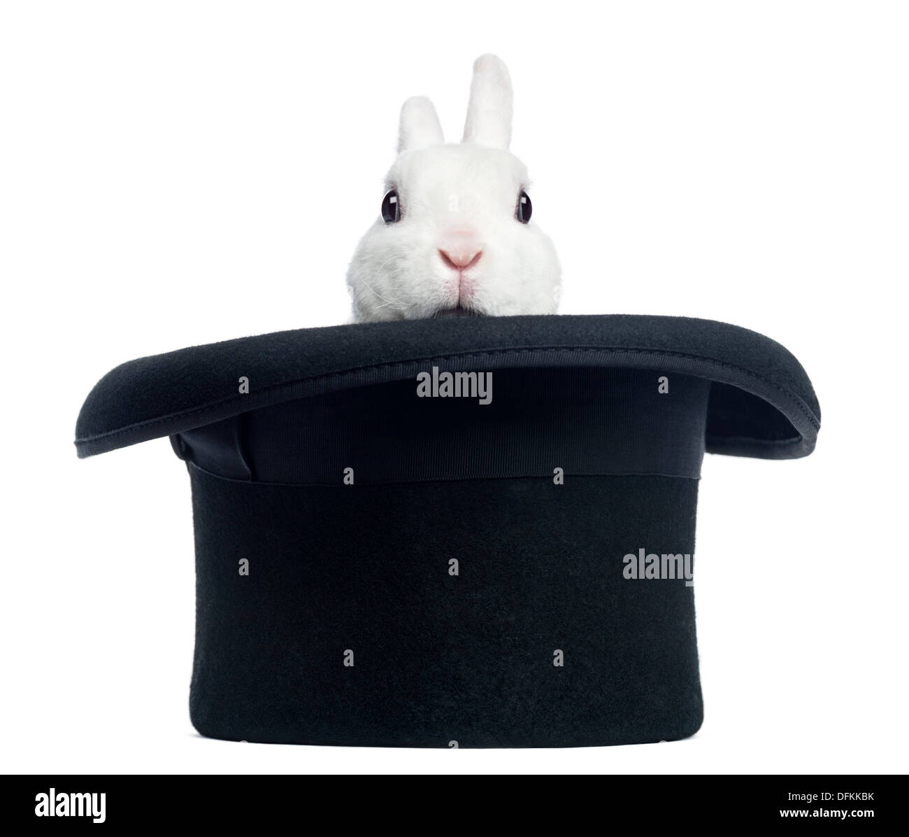 Mini rex rabbit appearing from a top hat against white background Stock ...