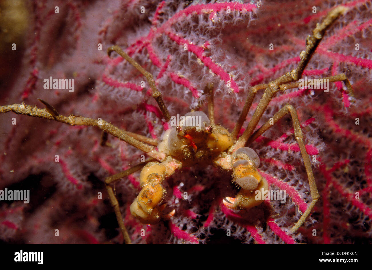 Spider crab inachus phalangium hi-res stock photography and images - Alamy