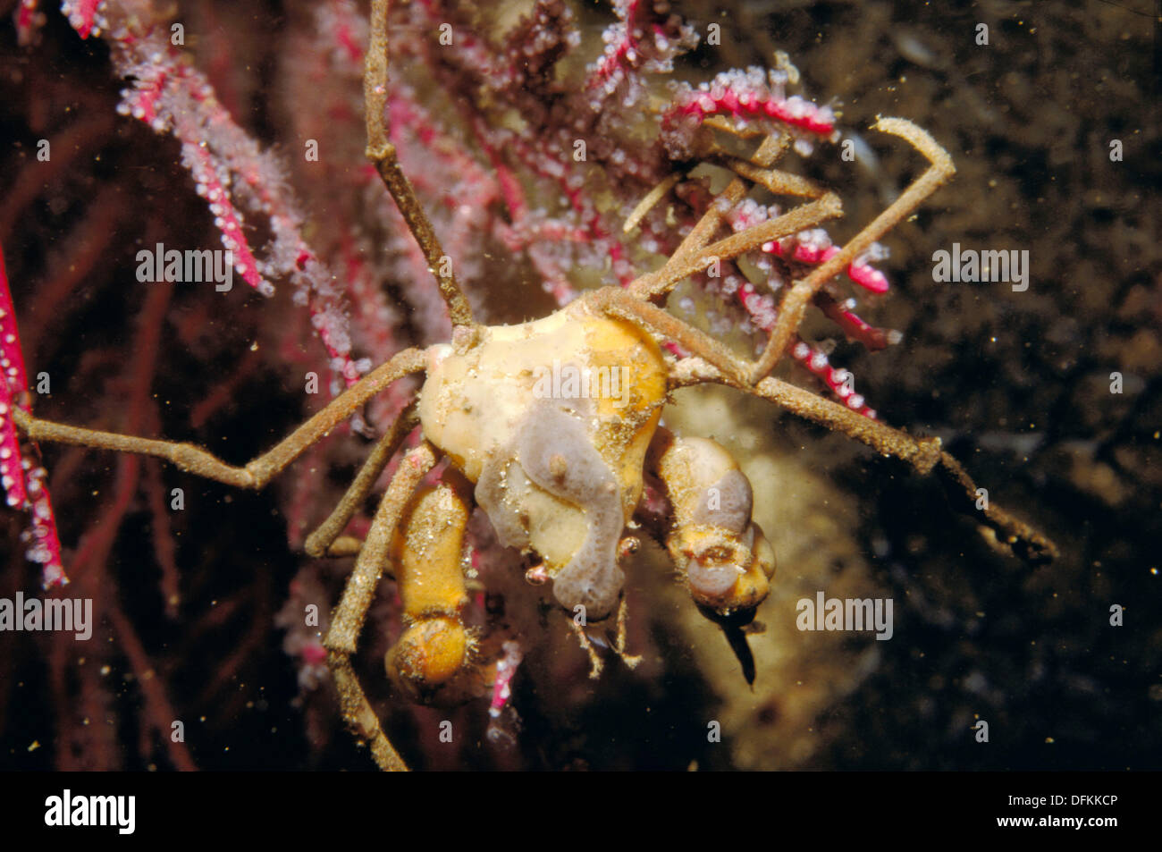 Spider crab inachus phalangium hi-res stock photography and images - Alamy