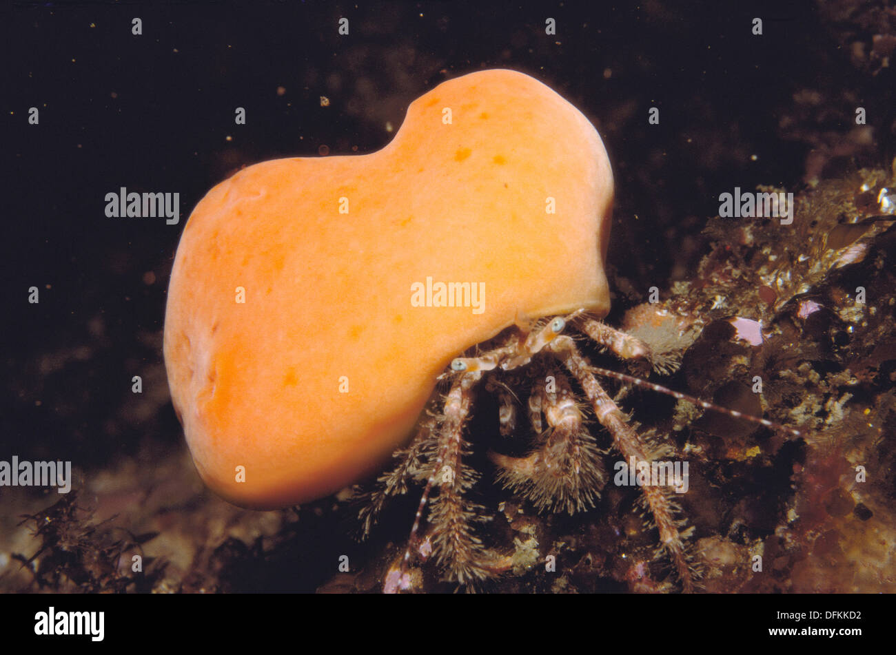 Pagurus sp hi-res stock photography and images - Alamy