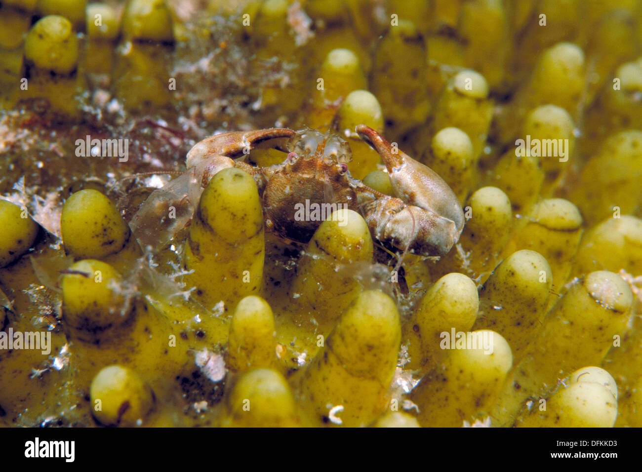 Pisidia longicornis hi-res stock photography and images - Alamy