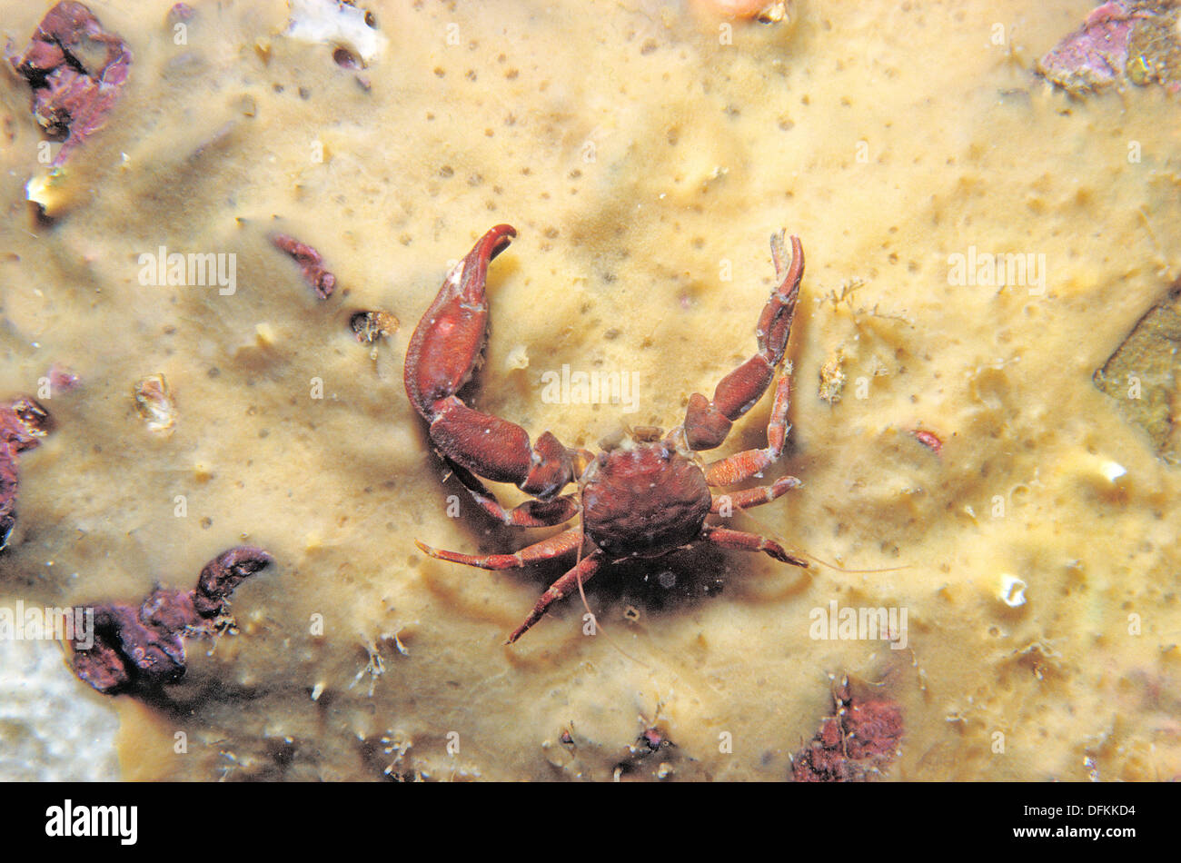 Pisidia Longicornis High Resolution Stock Photography and Images - Alamy