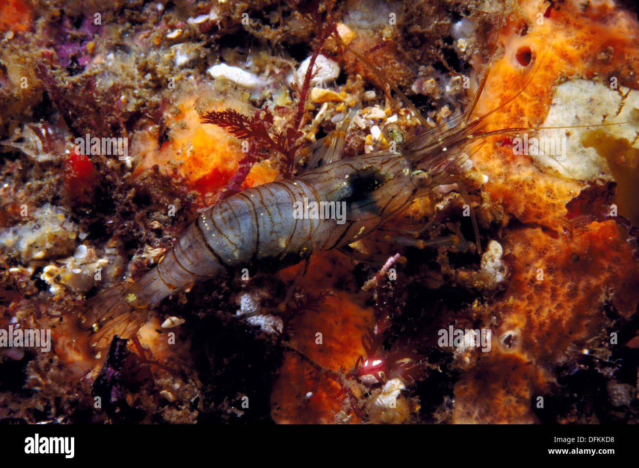 Rockpool fauna hi-res stock photography and images - Alamy