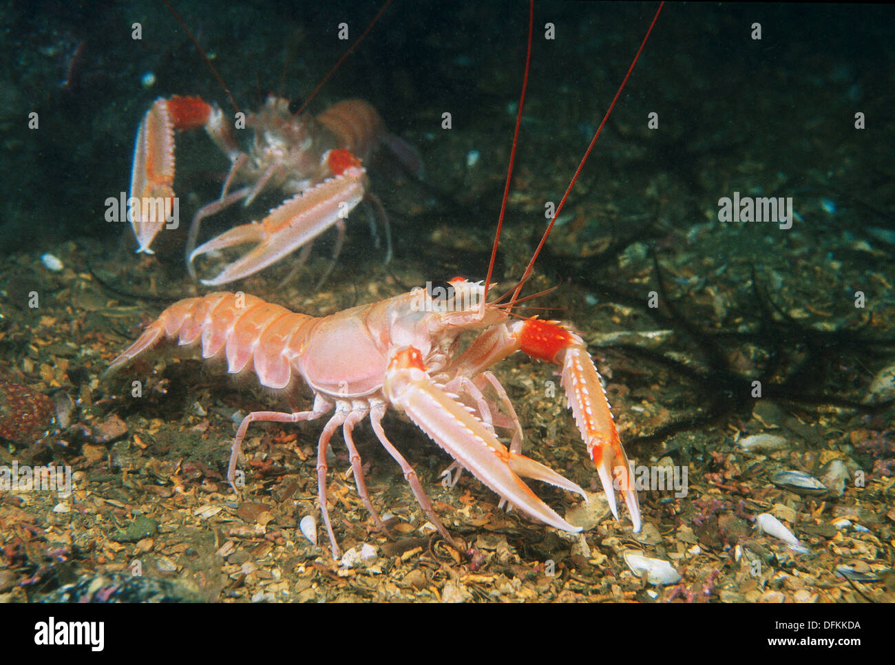 Nephrops norvegicus hi-res stock photography and images - Alamy