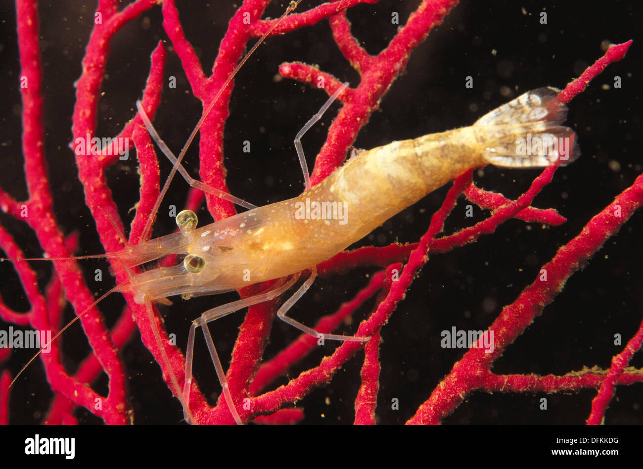 Decapod hi-res stock photography and images - Alamy