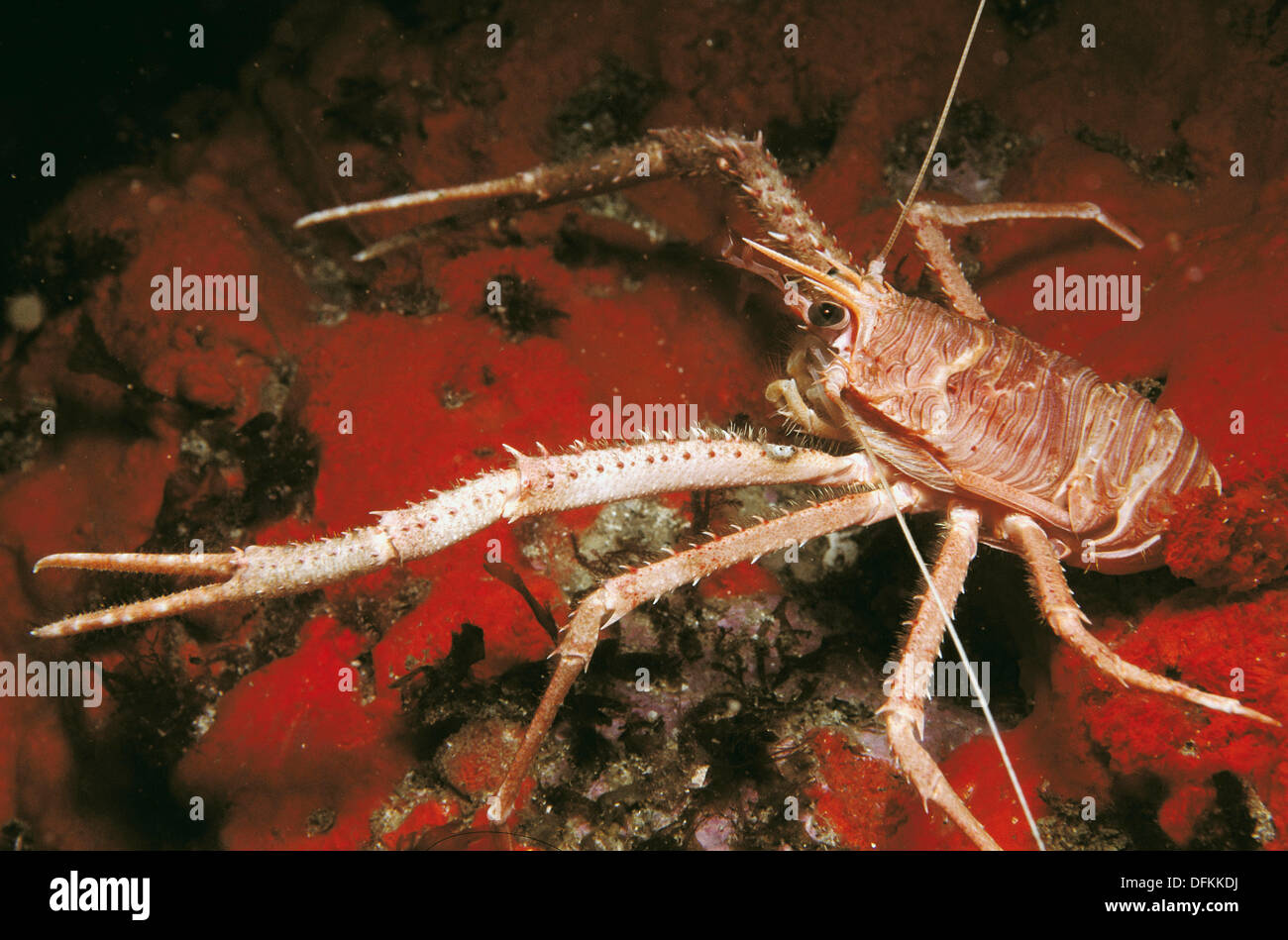 Munida rugosa hi-res stock photography and images - Alamy