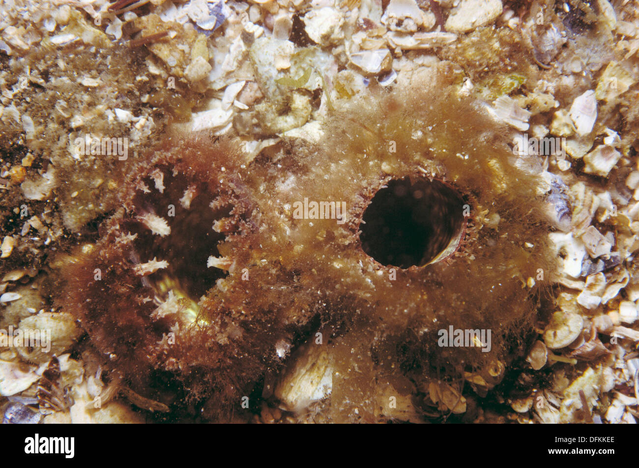 Bivalve siphons hi-res stock photography and images - Alamy