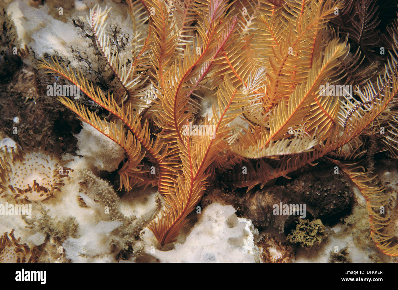 Antedon hi-res stock photography and images - Alamy