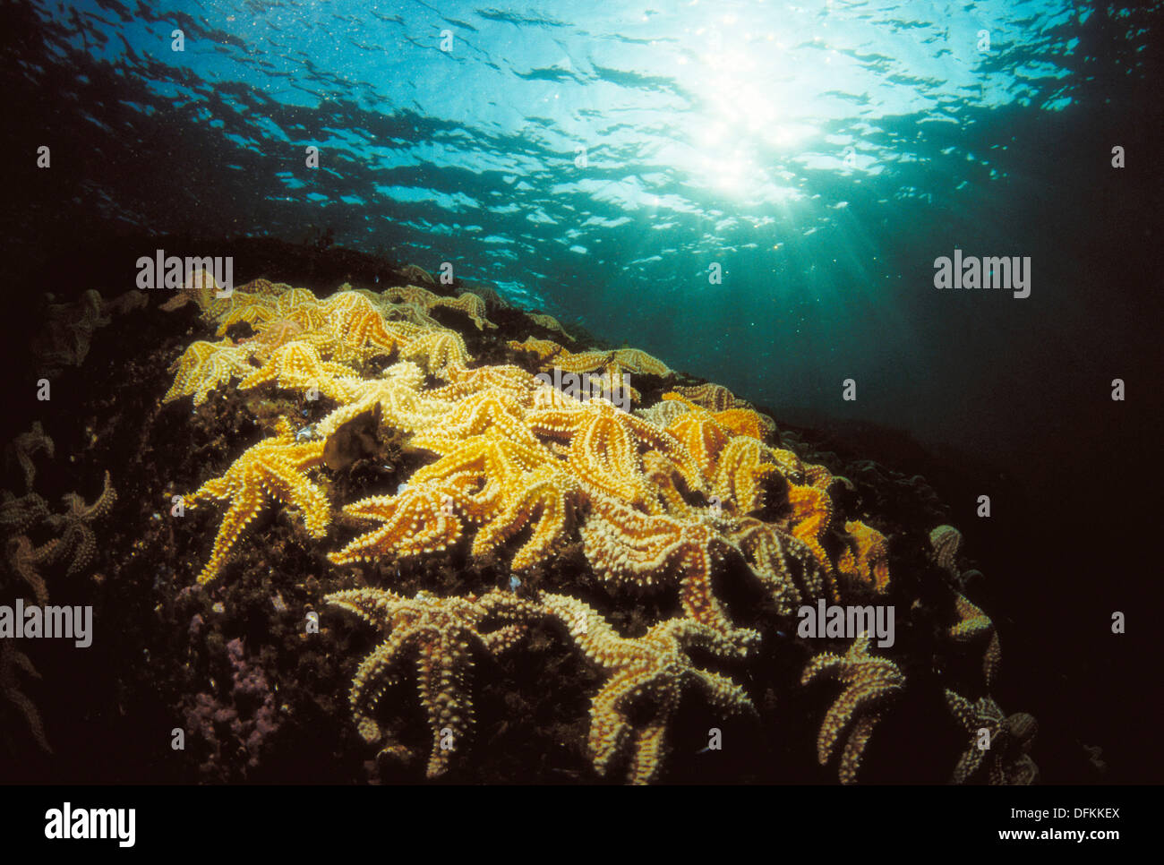 Starfish Eating Mussel High Resolution Stock Photography and Images - Alamy