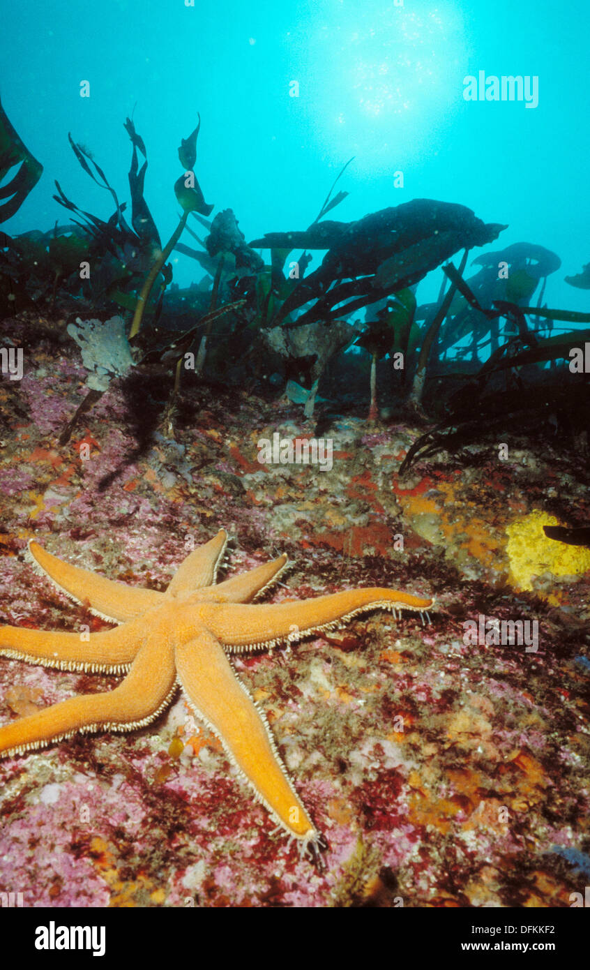 Seven armed sea star luidia ciliaris hi-res stock photography and ...