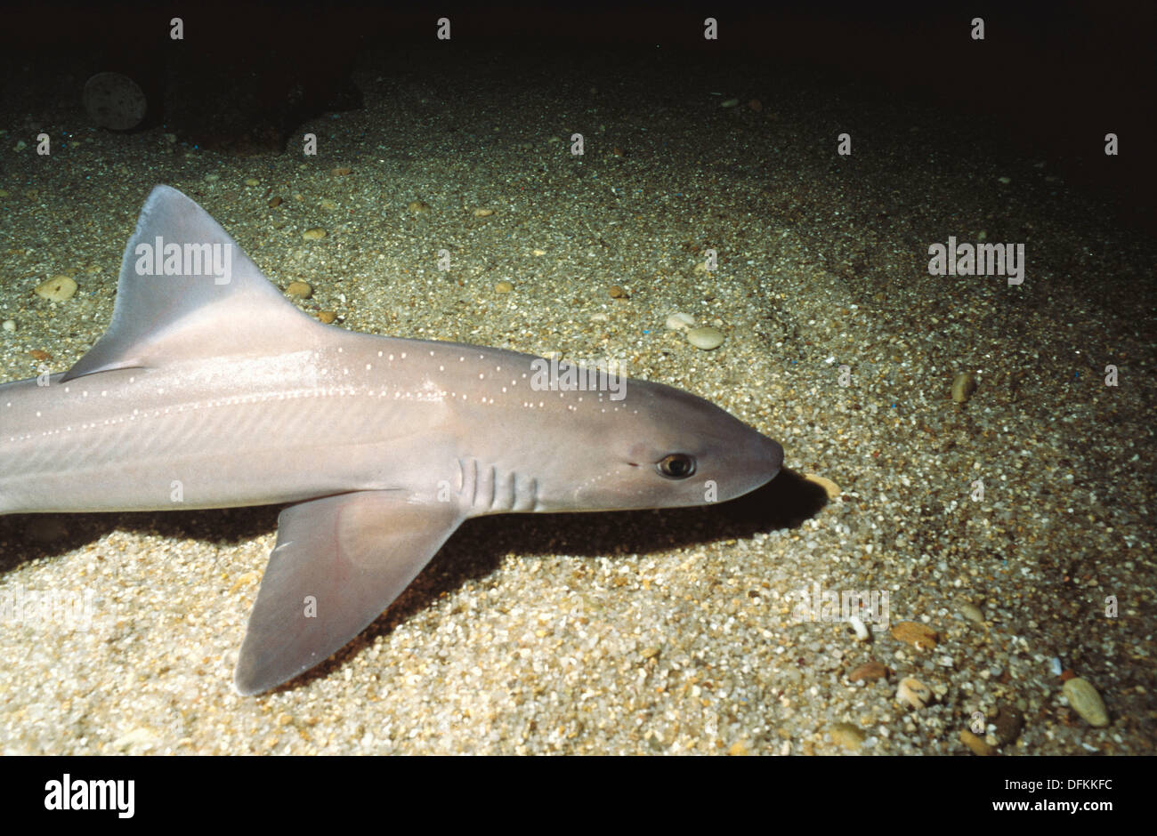 Common smooth hound mustelus mustelus hi-res stock photography and ...