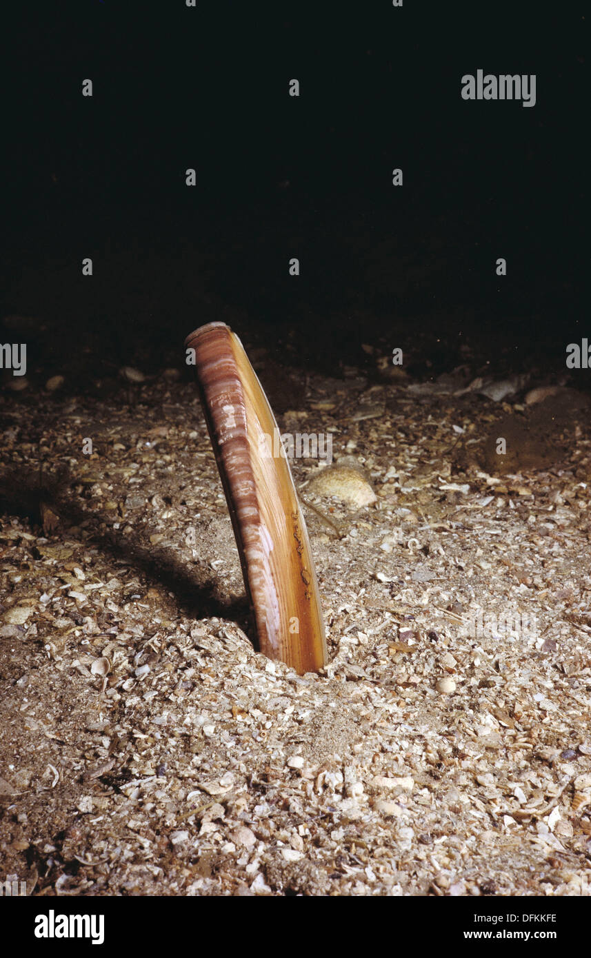Razor shell ensis underwater hi-res stock photography and images - Alamy