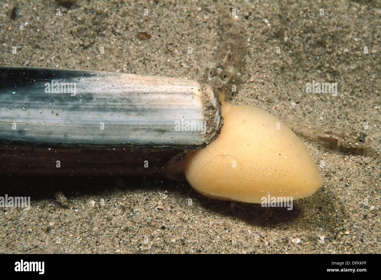 Razor shell ensis underwater hi-res stock photography and images - Alamy