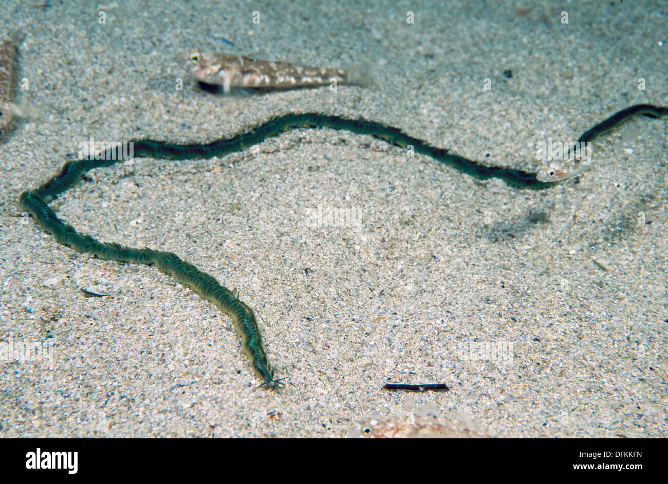 Polychaete Bristle Worm High Resolution Stock Photography and Images ...
