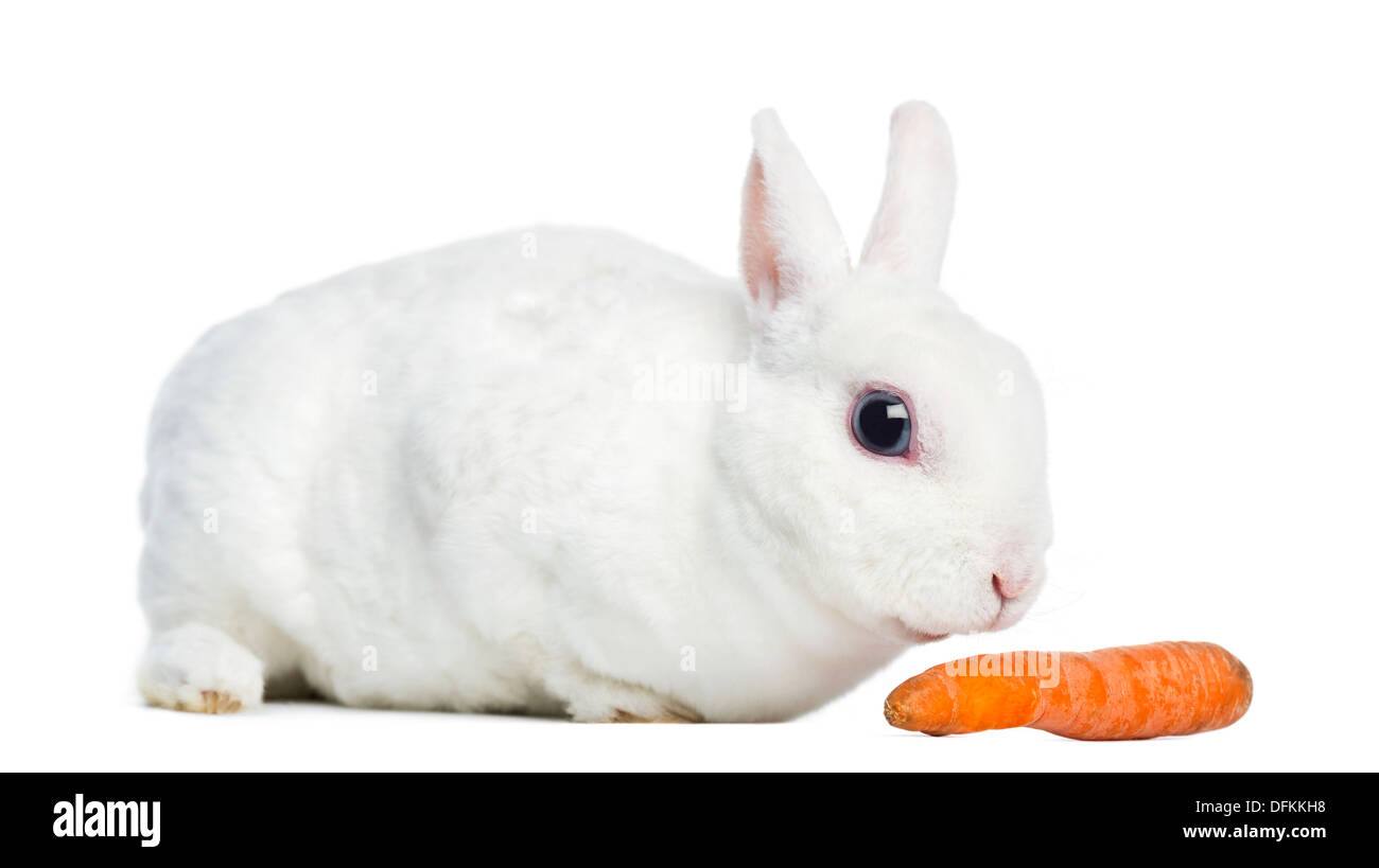 Side view of a Mini rex rabbit rabbit sniffing a carrot against white ...
