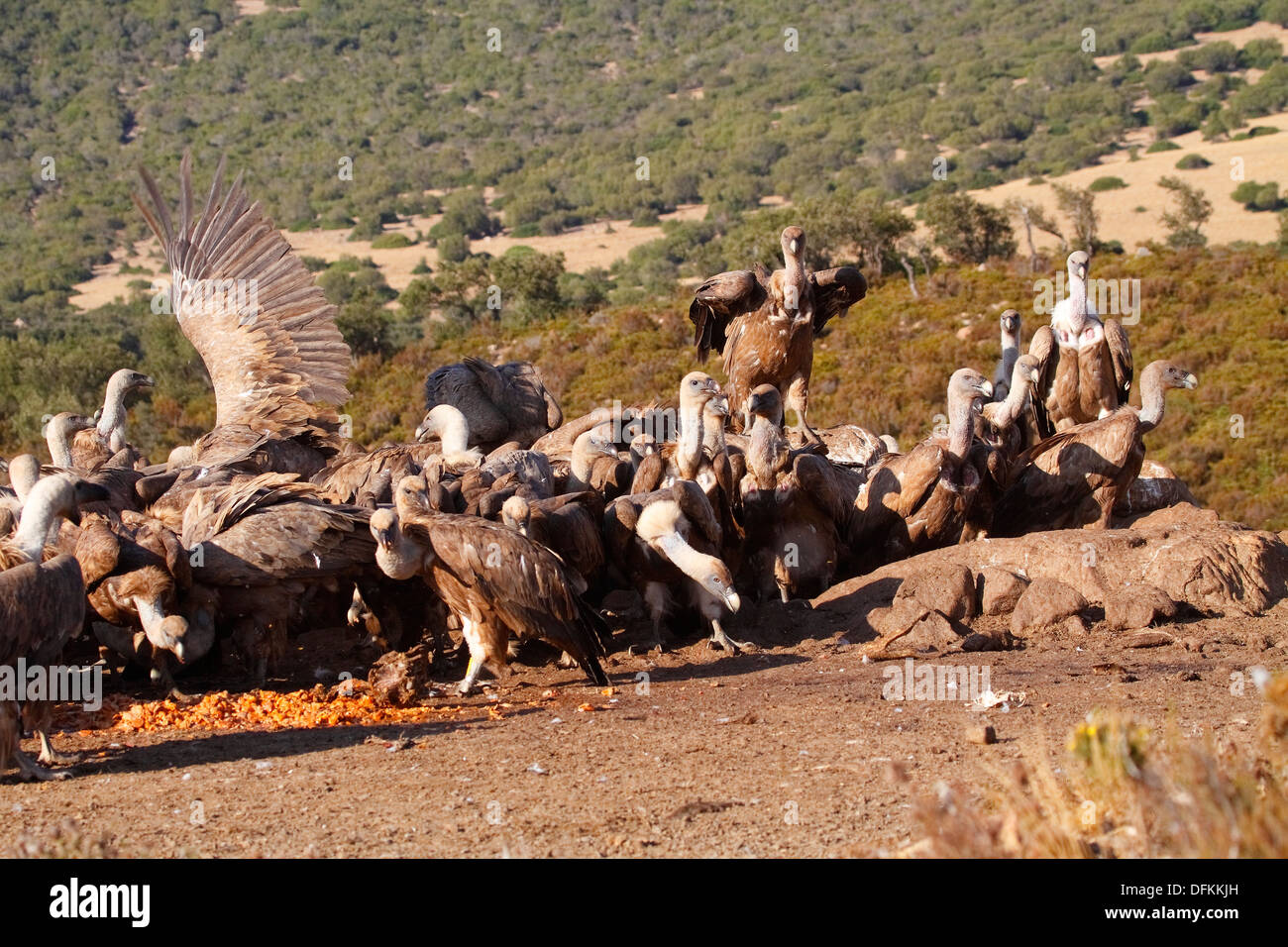Vultures beak hi-res stock photography and images - Alamy