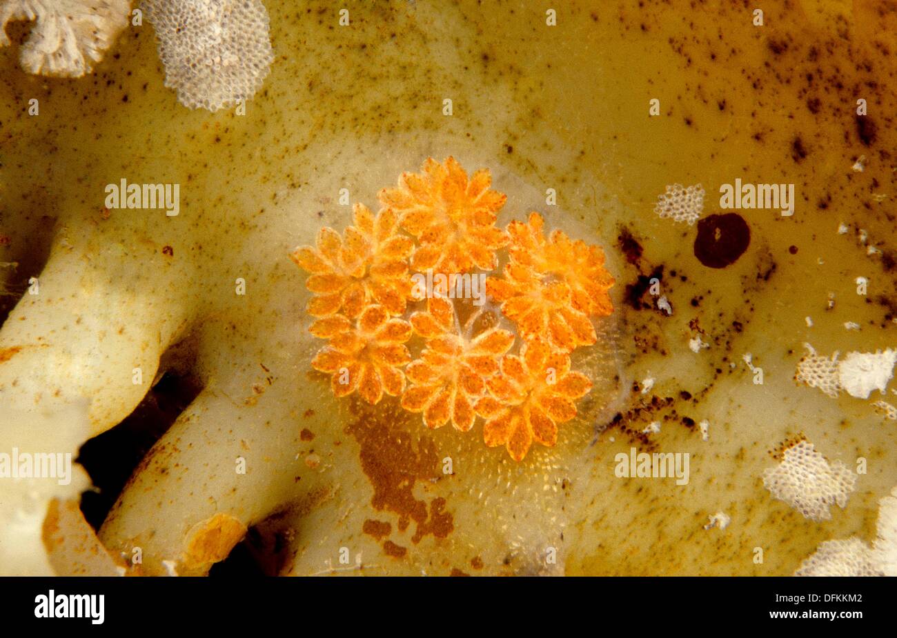 Botryllus High Resolution Stock Photography and Images - Alamy