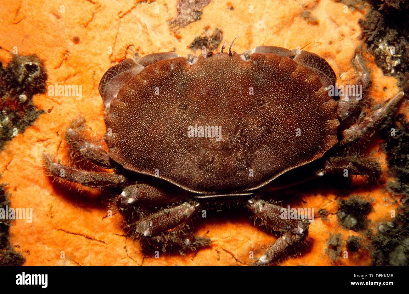 Cancer Pagurus Not Food High Resolution Stock Photography and Images ...