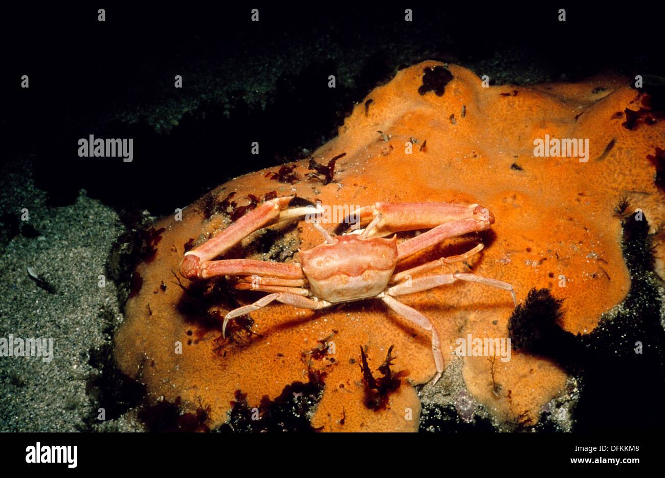 Rhomboides High Resolution Stock Photography and Images - Alamy