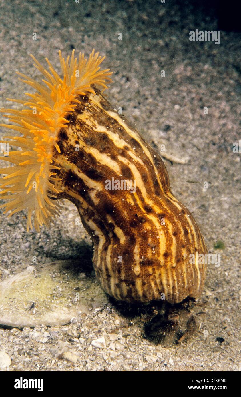 Calliactis parasitica hi-res stock photography and images - Alamy