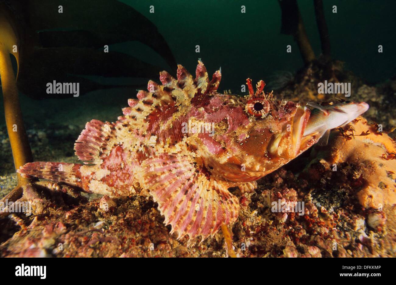 Goldsinny wrasse centrolabrus rupestris hi-res stock photography and ...