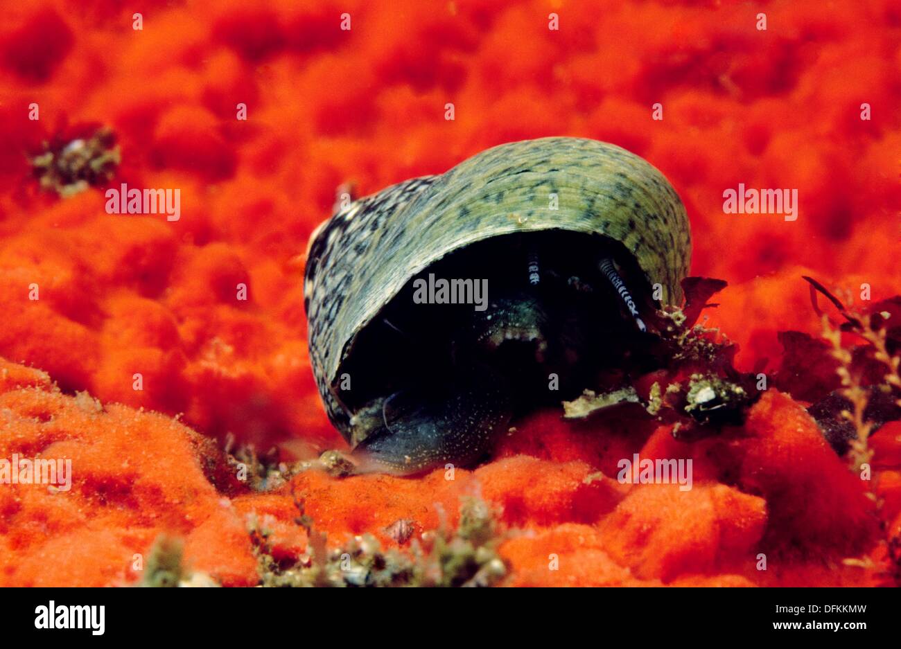 Monodonta hi-res stock photography and images - Alamy