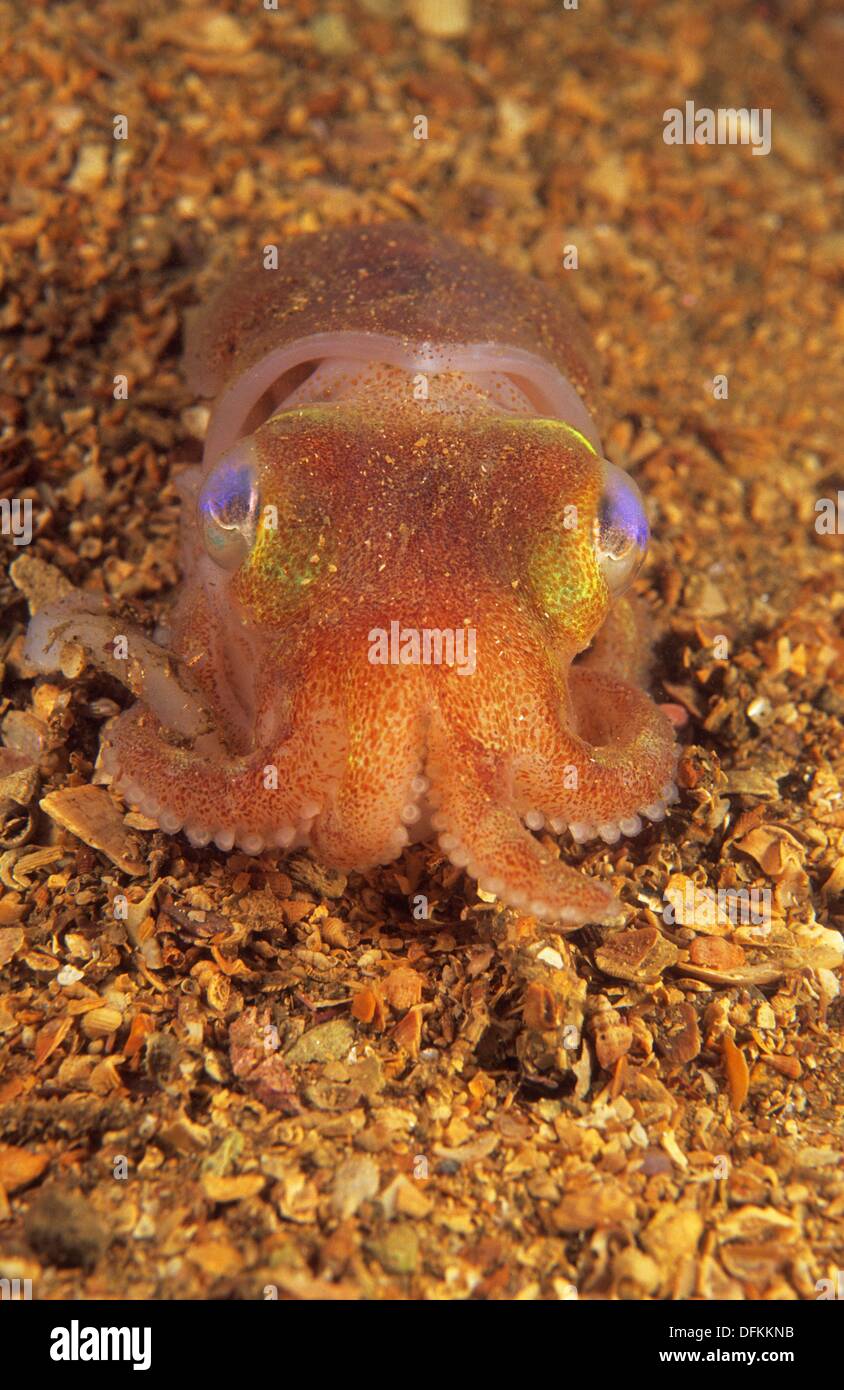 Atlantic bobtail hi-res stock photography and images - Alamy