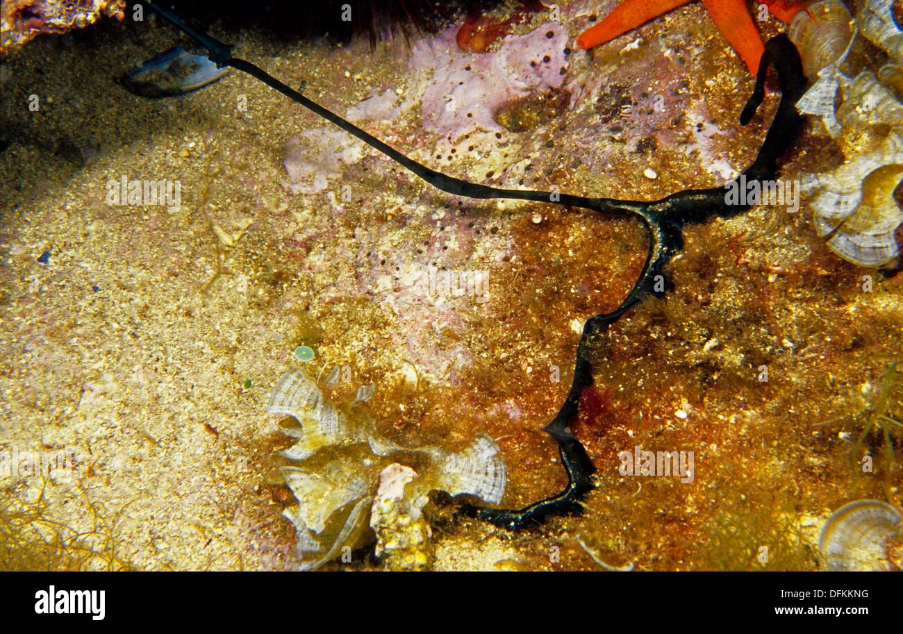 Bonellia viridis bonellia viridis hi-res stock photography and images ...